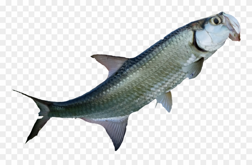 Image Royalty Free Fish Jpg Stock Techflourish Collections Clipart ...