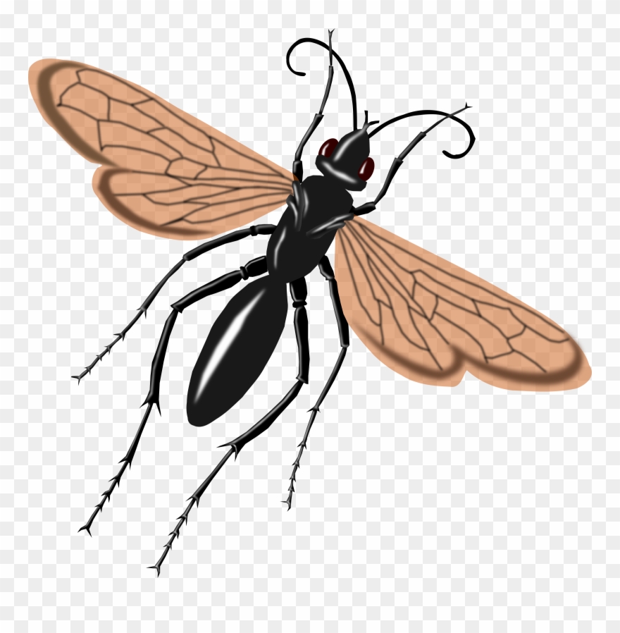 Download Wasp Clipart Tarantula Hawk - Tarantula Hawk Wasp Drawing ...