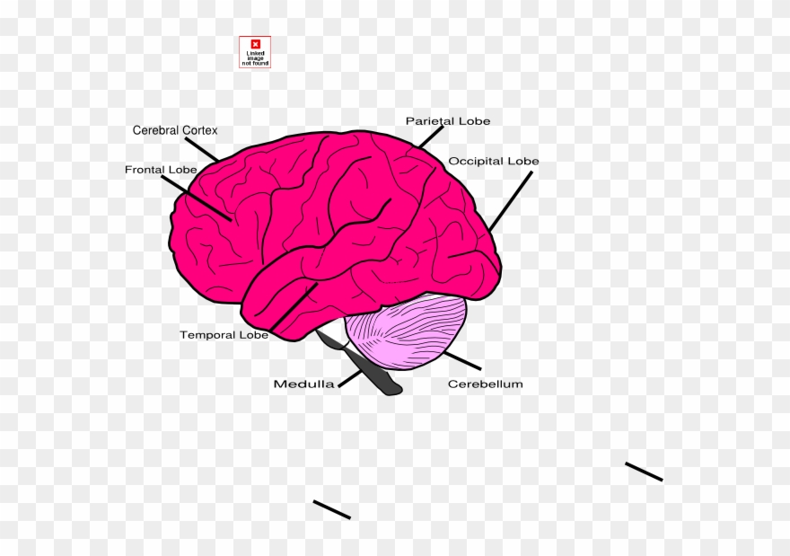 Medulla Clipart - Png Download (#2408458) - PinClipart