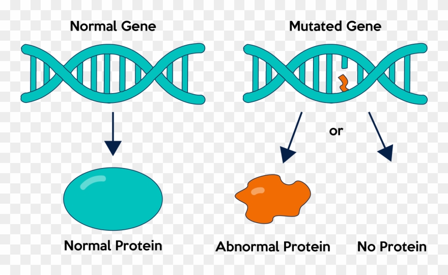Download Gene Mutations Are Either Germline Or Somatic Clipart ...