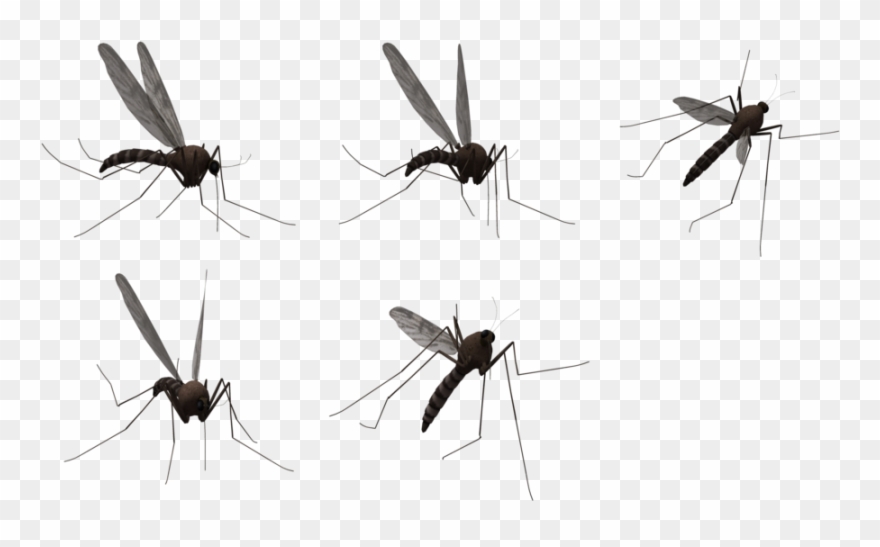 Mosquito - Transparent Background Flying Mosquito Png Clipart (#250611 ...