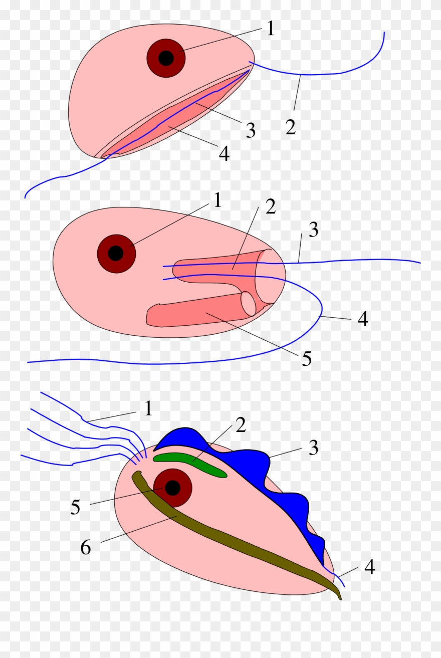 Excavata Wikipedia Prokaryotic Clip Art Cytoskeleton - Png Download ...