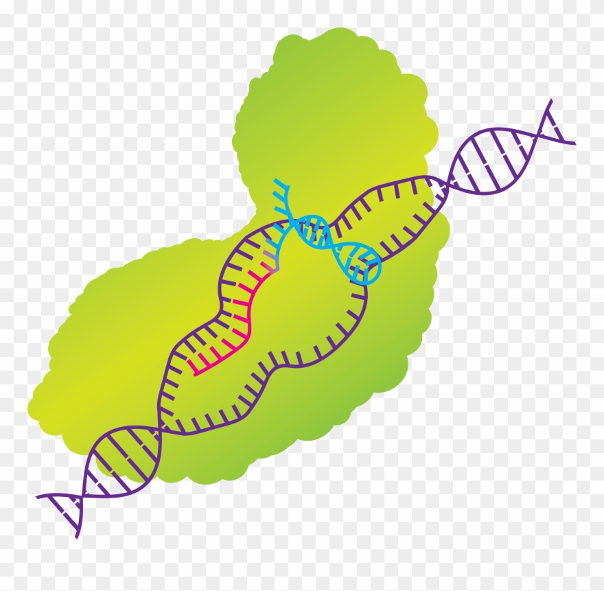 Crispr/cas9 Illustration Clipart (#2505855) - PinClipart