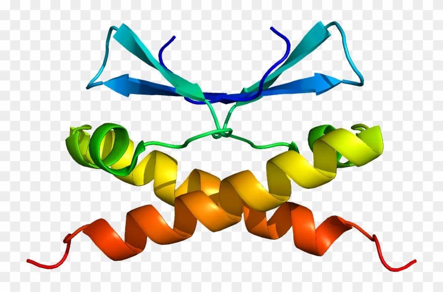 Mitosis Clip Art - Png Download (#2507669) - PinClipart