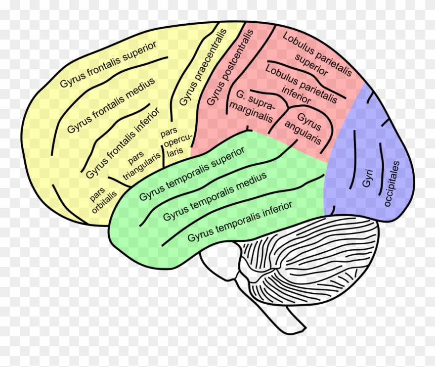Frontal Lobe Clipart - Png Download (#2510936) - PinClipart