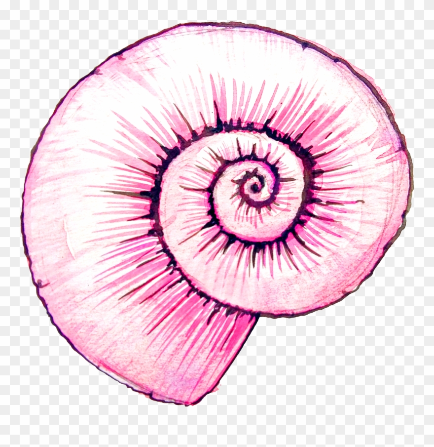 Watercolor Painting Snail Shell Clipart (#2511657) - PinClipart