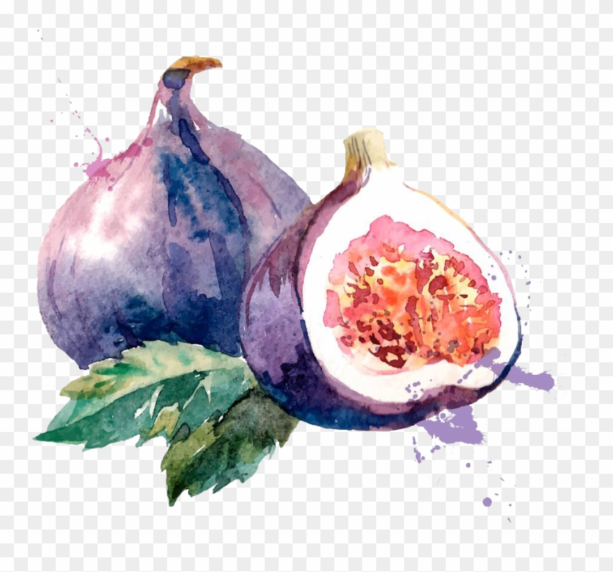 Download Clip Art Royalty Free Common Fig Watercolor Painting - Png ...
