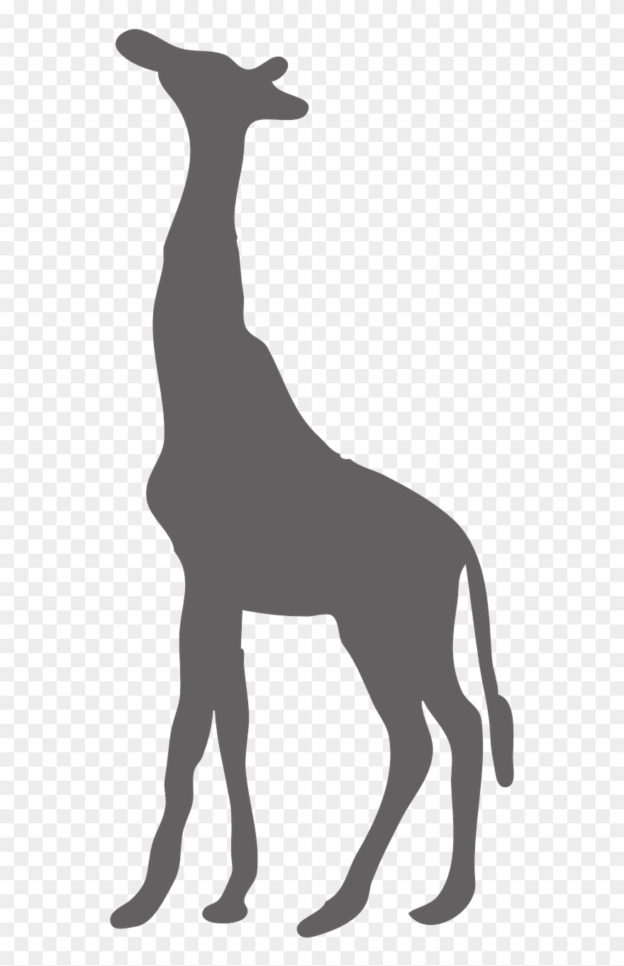 Giraffe Wild Animal Safari Png Image Clipart (#2559232) - PinClipart