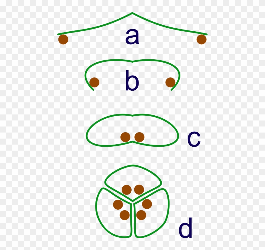 Illustration Av Evolutionära Steg Från Platt Blad Med Clipart (#2581919 ...