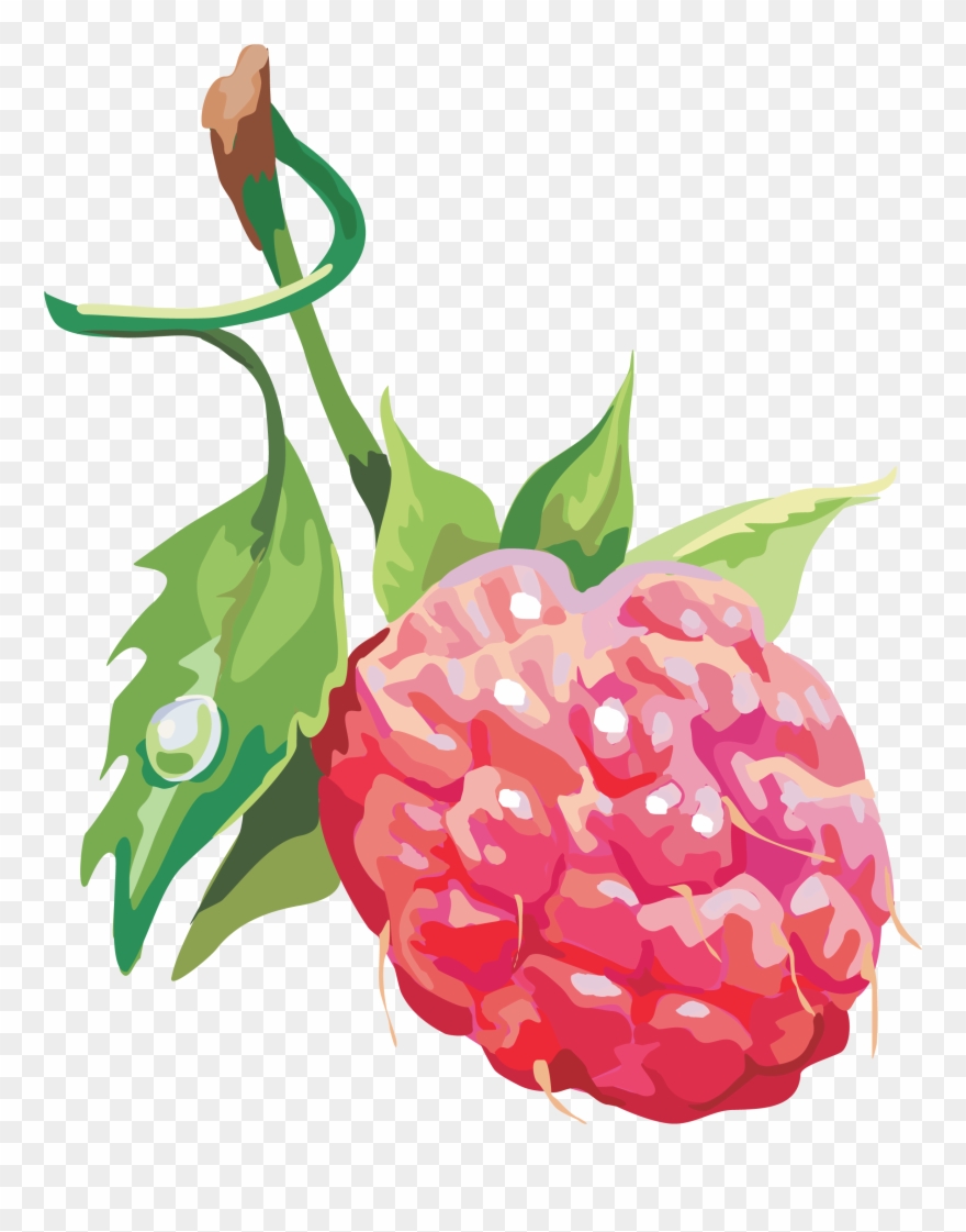 Rraspberry Png Image - Red Raspberry Clipart (#261989) - PinClipart