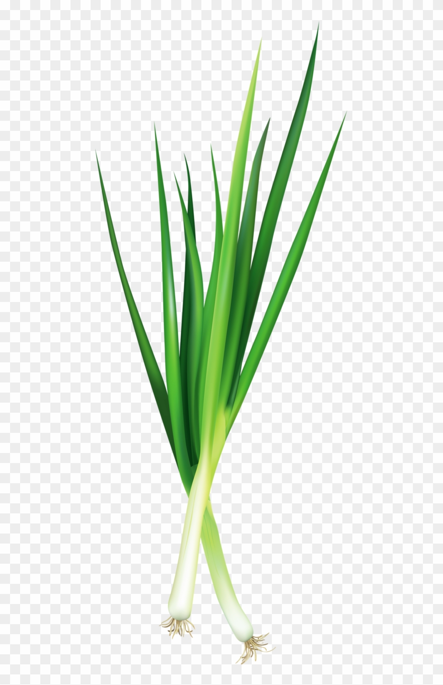 Download Фотки Vegetable Pictures, Food Stickers, Green Onions, - Welsh ...