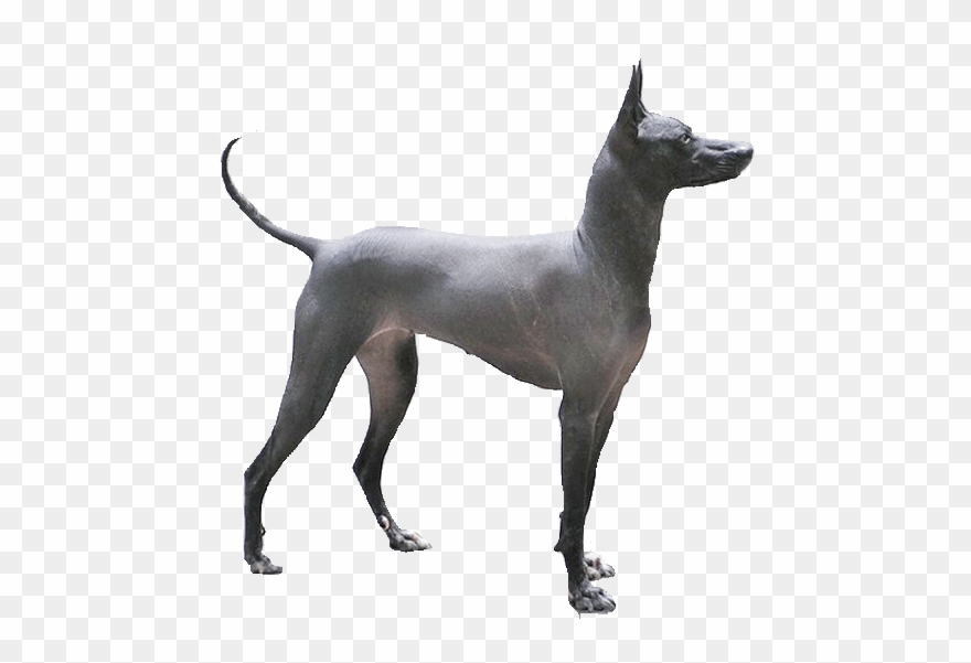 Peruvian Hairless Dog Clipart (#2617124) - PinClipart