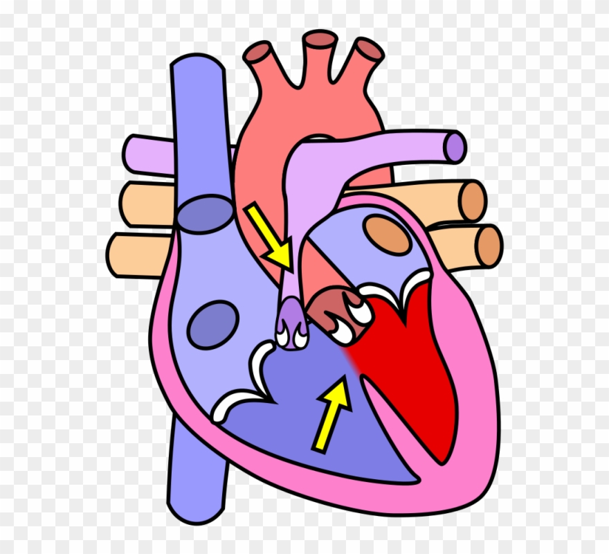 Kalbin Yapisi 1 Clipart (#2632834) - PinClipart