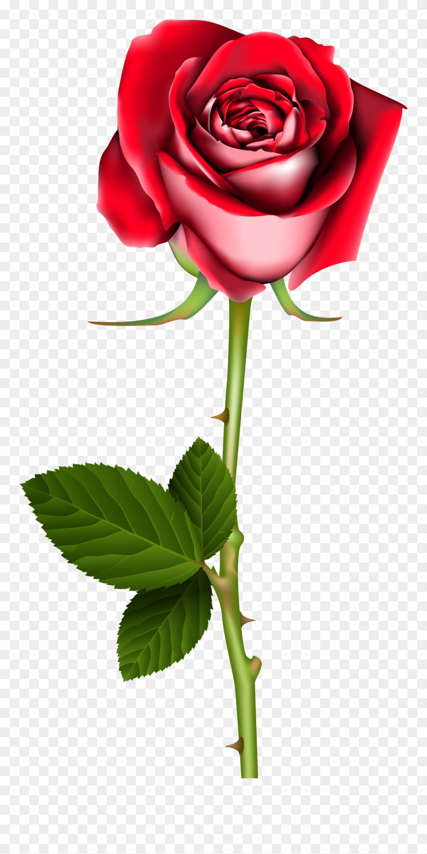 Rose Png Clip Art Transparent Png (#278484) - PinClipart