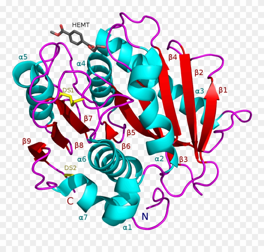 Tanne Clipart - Png Download (#2722627) - PinClipart