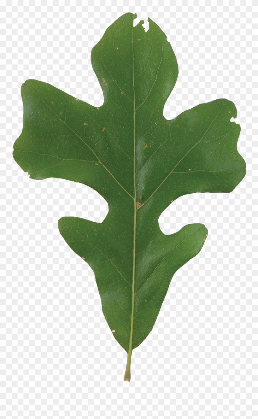 Download Oak Leaves Clip Art - Png Download (#2744012) - PinClipart