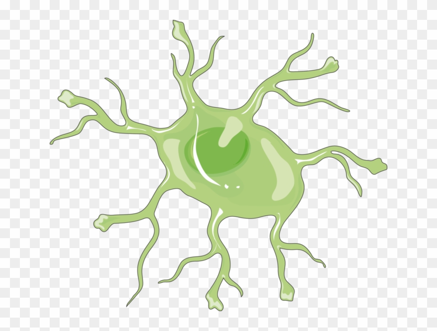 Astrocyte Clipart (#2765592) - PinClipart