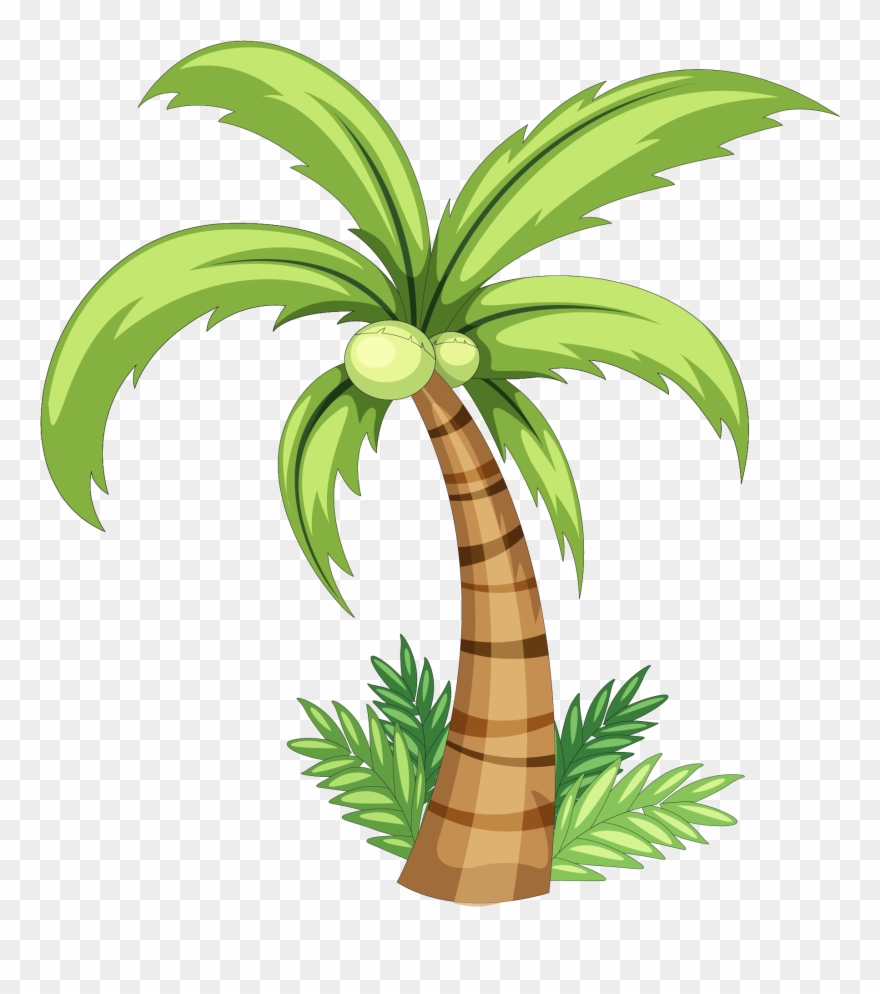 Coconut Drawing Clip Art Simple Coconut Tree Drawing Png Download
