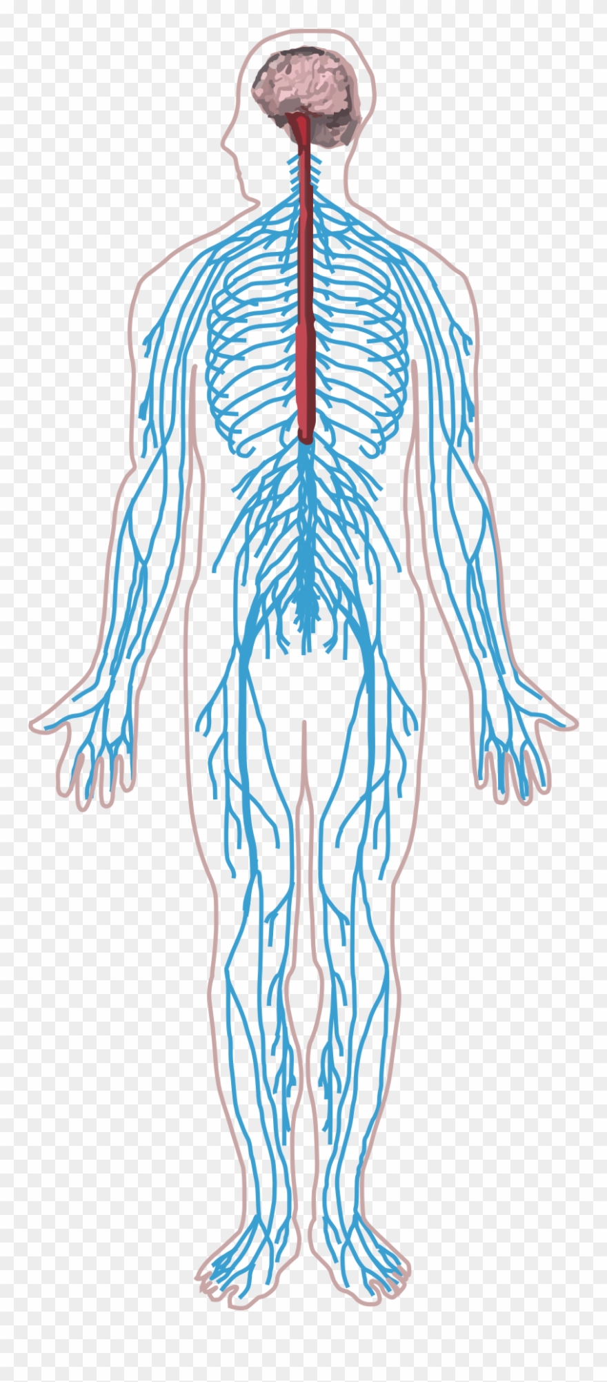 Nervous System Clip Art - Png Download (#2850163) - PinClipart