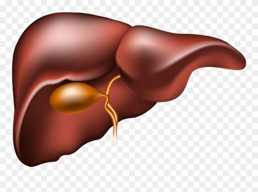 Liver Clipart Liver Disease - Png Download (#2861480) - PinClipart