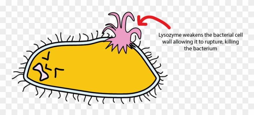 Death Of The Bacterial Cell By Explosion, From Inflow Clipart (#2880952 ...