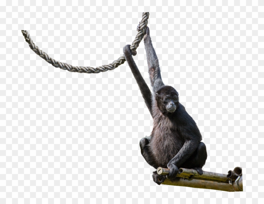 Chimp Clip Art - Png Download (#2893998) - PinClipart