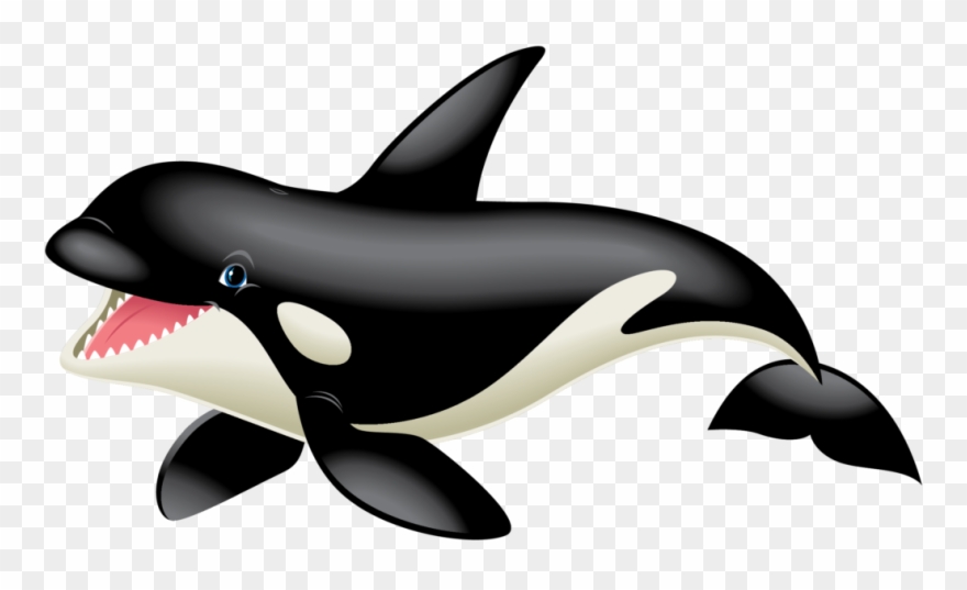 Killer Whale Clip Art - Png Download (#2911060) - PinClipart