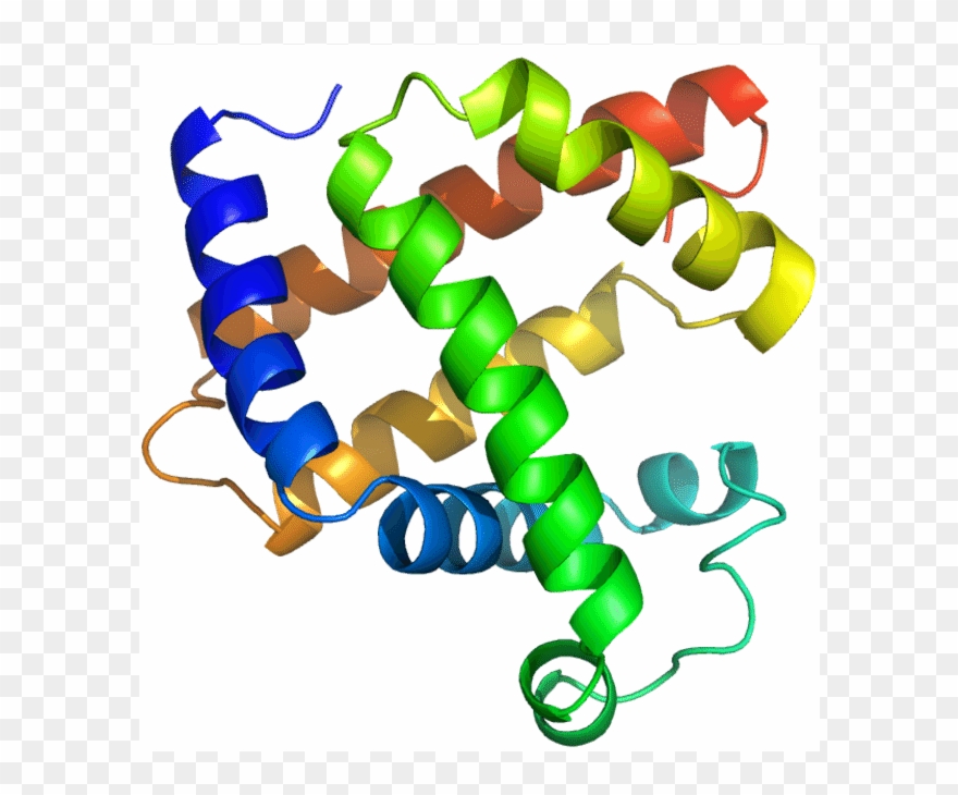 The 3d Structure Of The Myoglobin Protein Clipart (#2918901) - PinClipart
