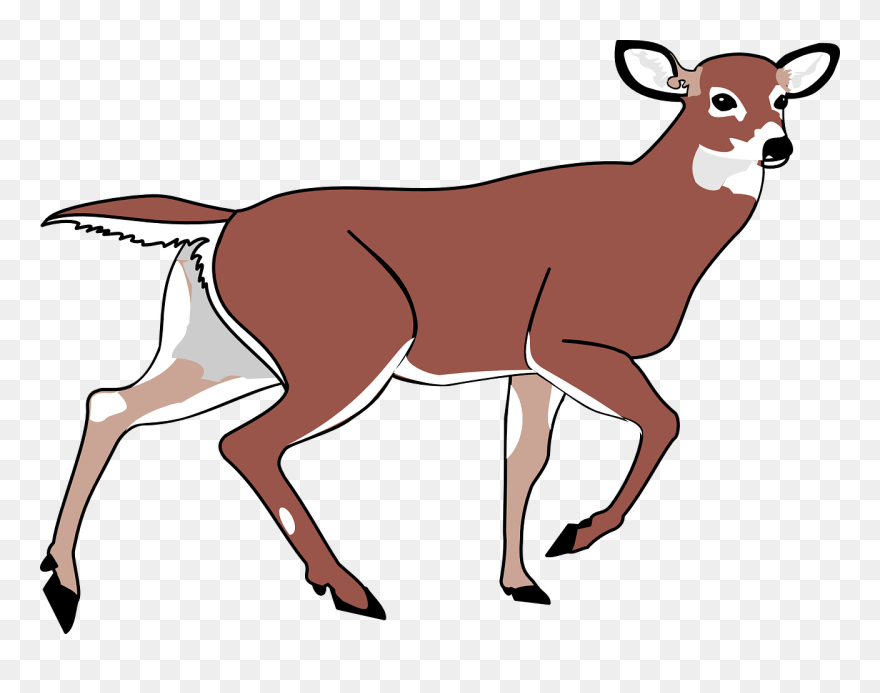 Deer Clip Art Border - Deer Walking Clipart - Png Download (#37790 ...