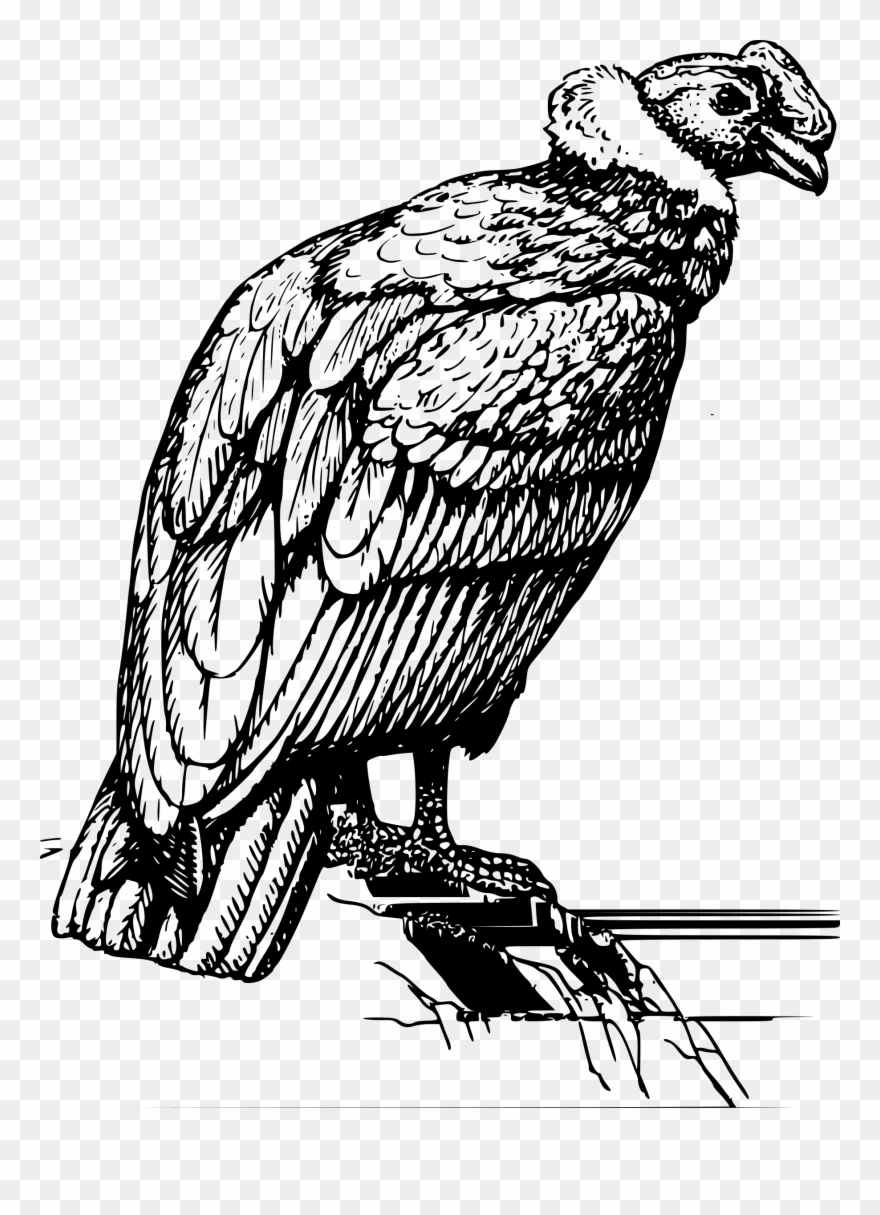 Clipart Big Image Png - Condor Vector Transparent Png (#304238 ...