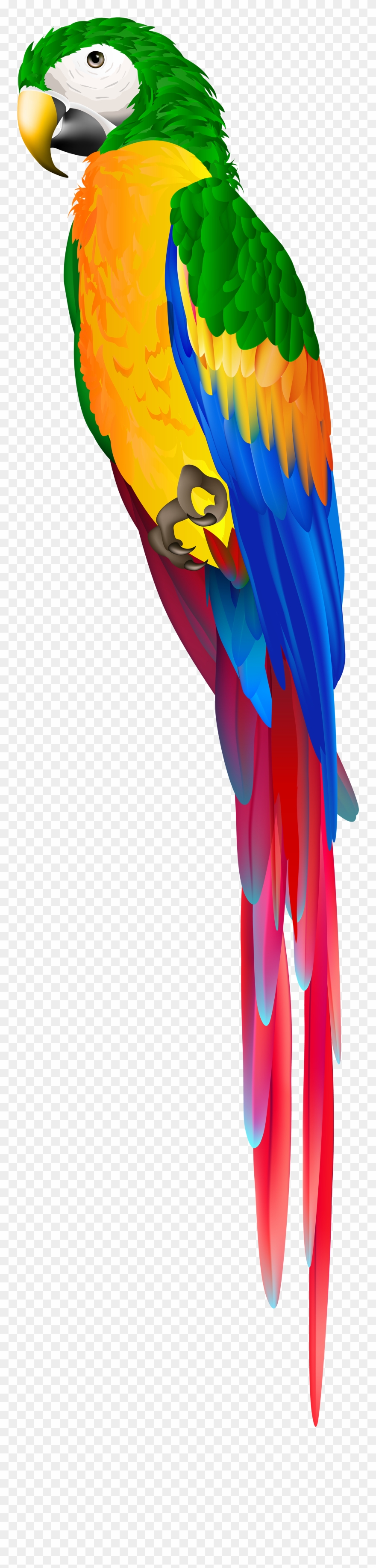 Red Parrot Png Clipart (#305034) - PinClipart