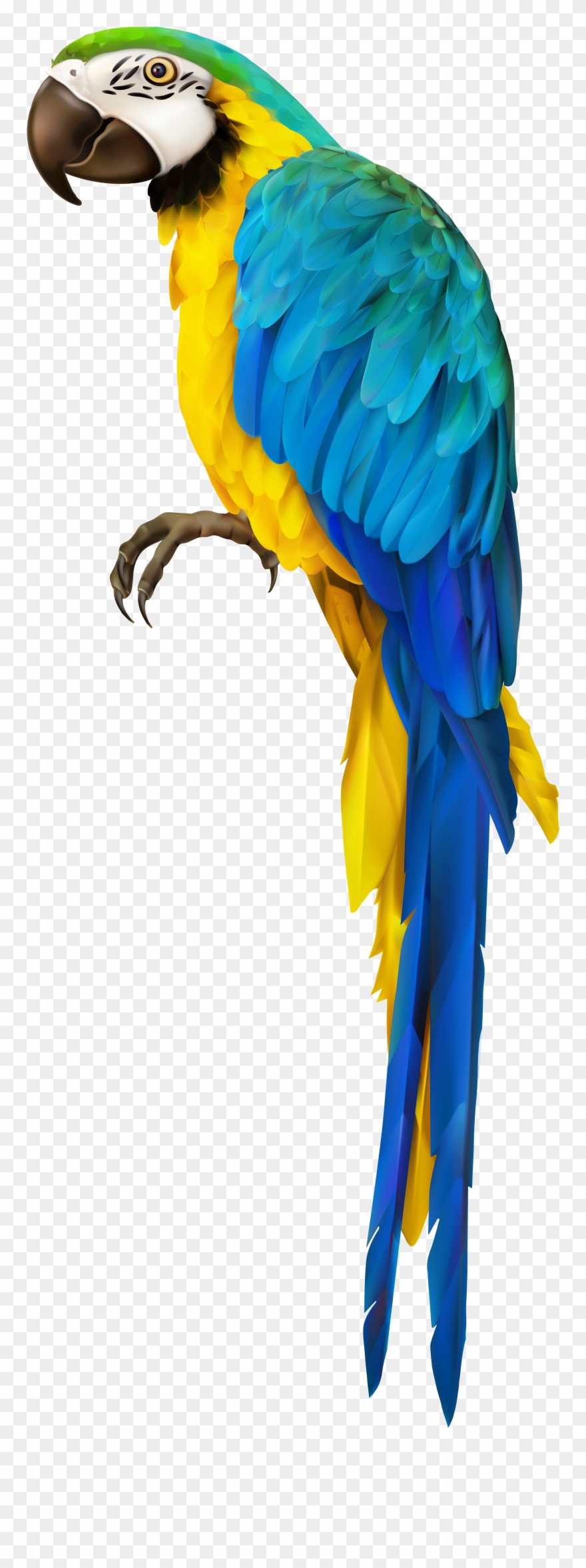 Ara Parrot Clipart (#305098) - PinClipart