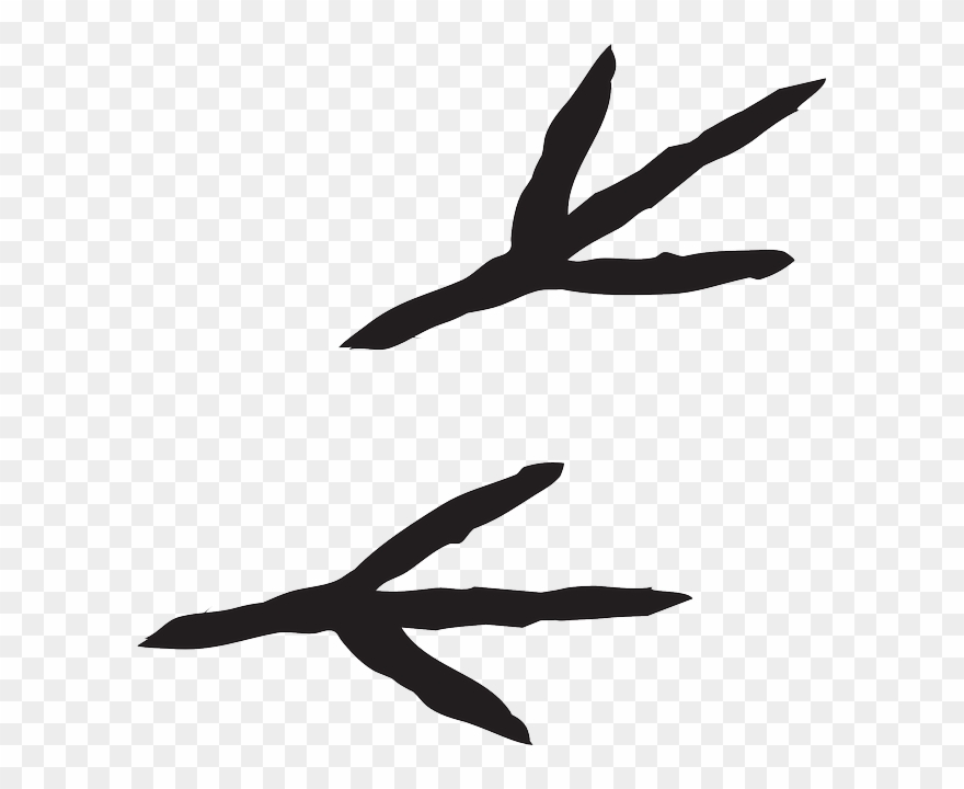 Download Parrot Clipart Footprint - Bird Print Clipart - Png Download ...