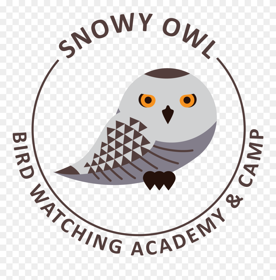 Snowy Owl Clip Art - Png Download (#3012043) - PinClipart