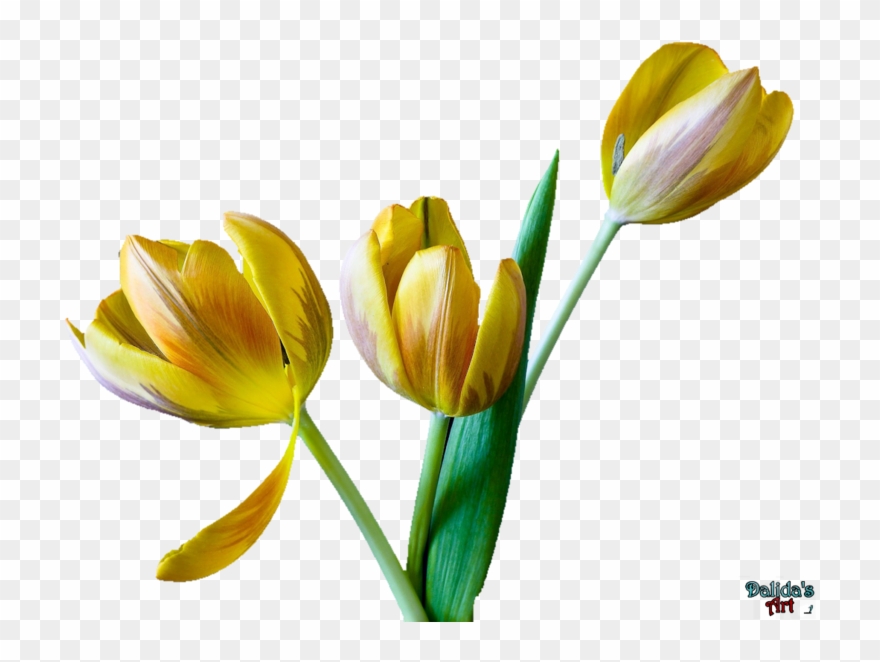 Download Tulip Flower Png Clip Art Free Transparent Png (#3035679 ...