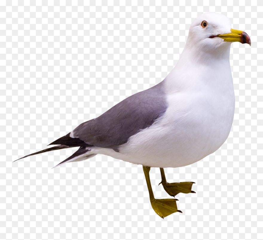 Gull Png Free Image Download Clipart (#3099286) - PinClipart