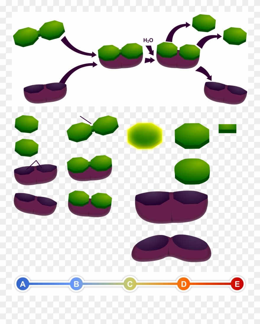 Catabolic Reaction Clipart (#3108998) - PinClipart