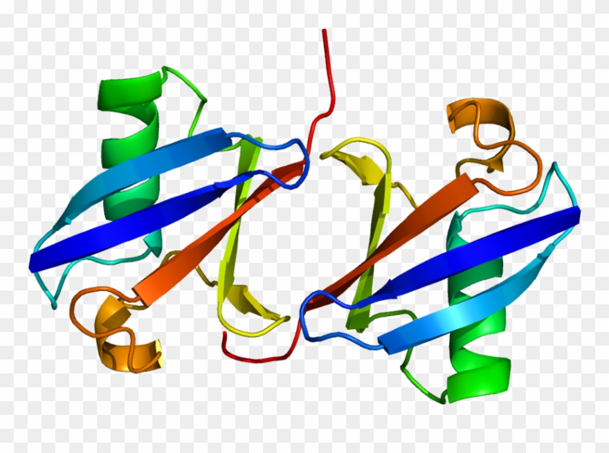 Ribosome Clipart - Png Download (#3125788) - PinClipart