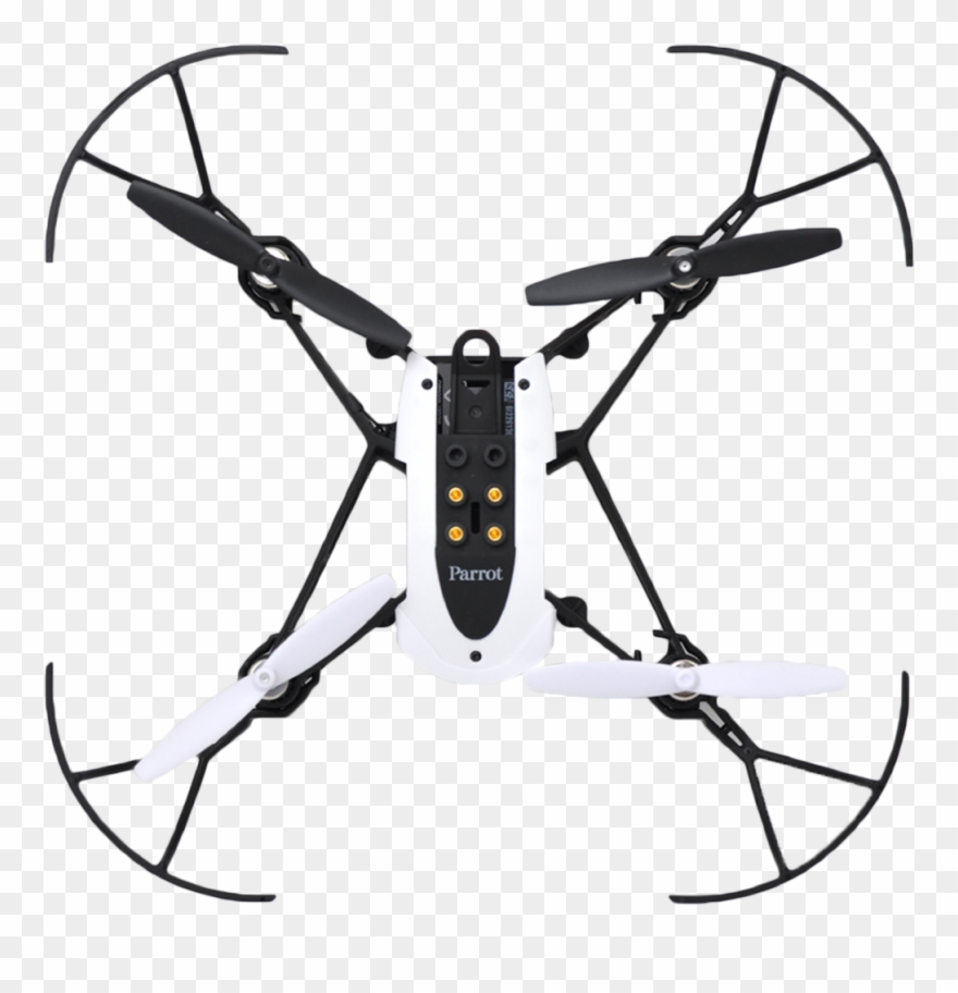 Download Parrot Mambo Clipart (#3133807) - PinClipart