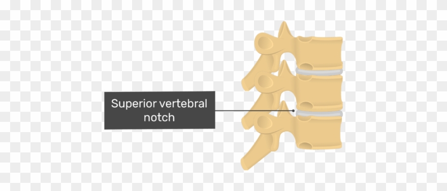 Download Articulated View Of The Superior Vertebral Notch Of - Thoracic ...