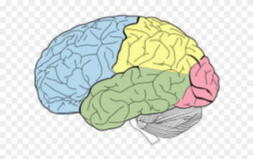 Lobes Of The Brain Without Labels Clipart (#3185861) - PinClipart