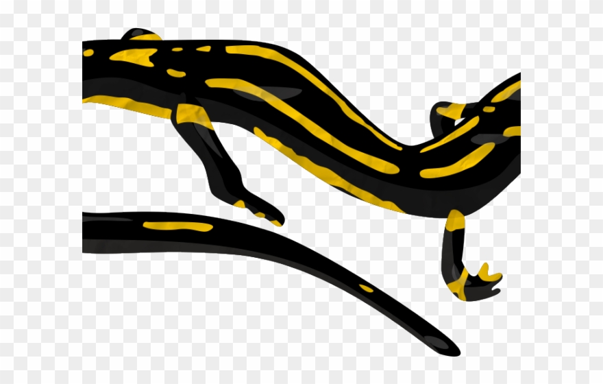 Newt Clipart Transparent - Transparency - Png Download (#3192121 ...