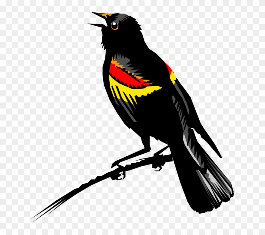 Download Vector Illustration Of Redwing Blackbird Feathered - Red ...