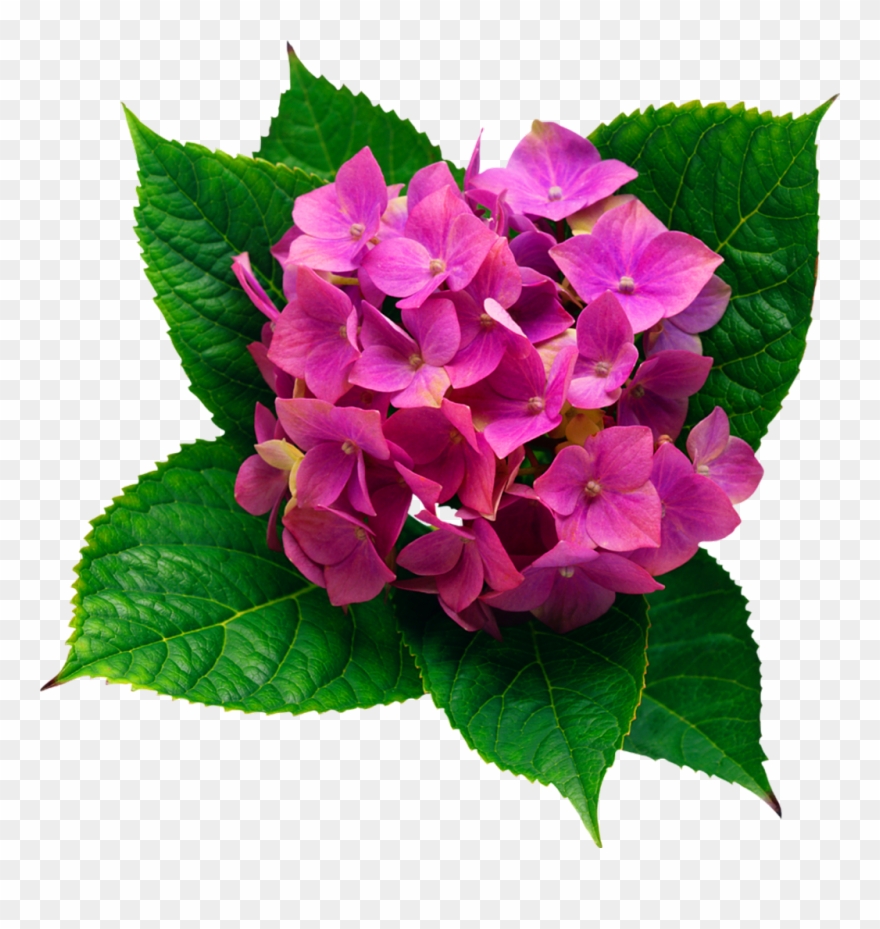 Download Hydrangea Sticker - Hydrangea Png Clipart (#3282463) - PinClipart