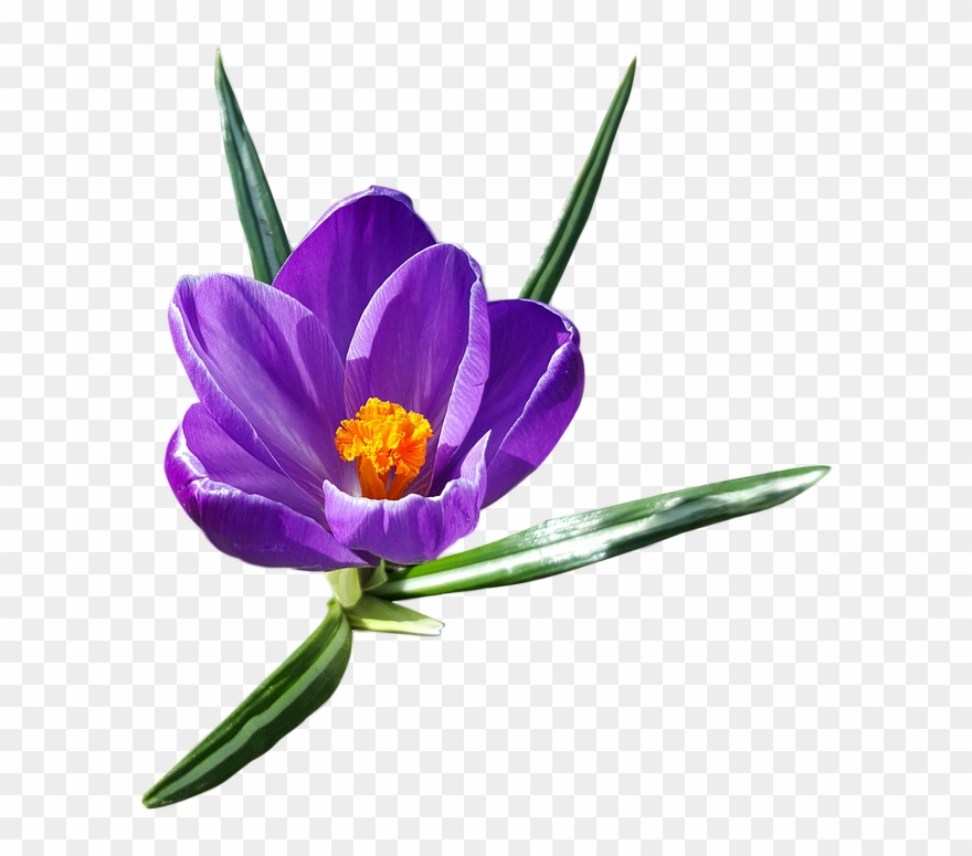 Crocus Png Transparent Images - Crocus Png Clipart (#336569) - PinClipart