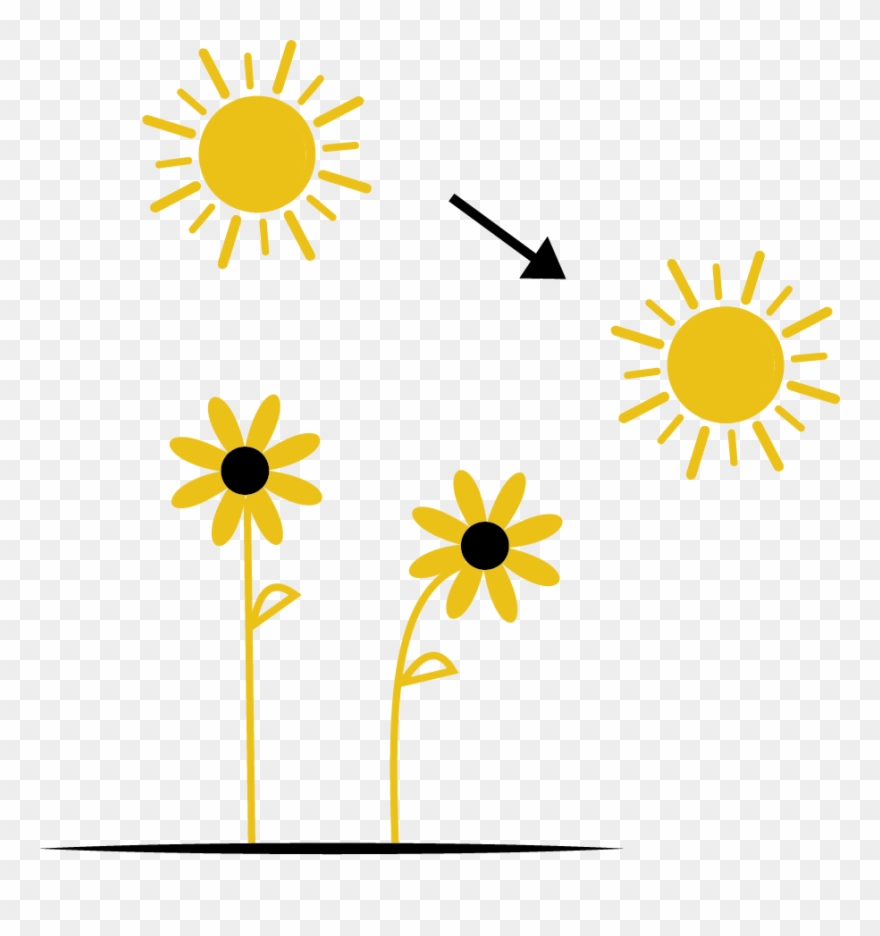 The Heliotropic Effect Is The Tendency For All Living - Heliotropism ...