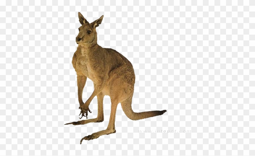 Red Kangaroo Australia Tail - Kangaroo Clip Art - Png Download ...