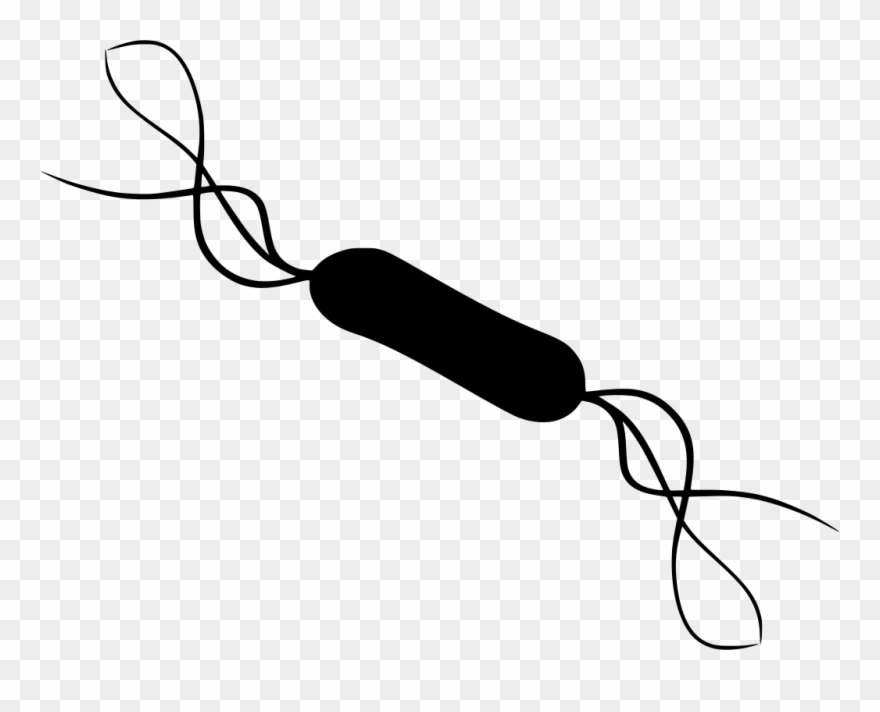 Download Info - Listeria Monocytogenes Png Clipart (#3322725) - PinClipart