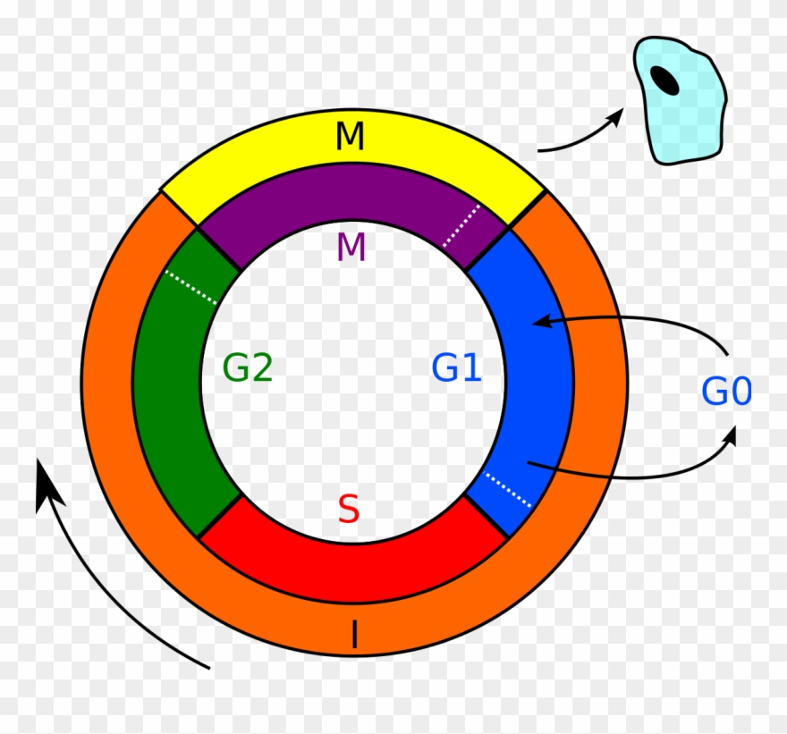 File - Cell Cycle - Svg - Zellzyklus Interphase Clipart (#3344839 ...