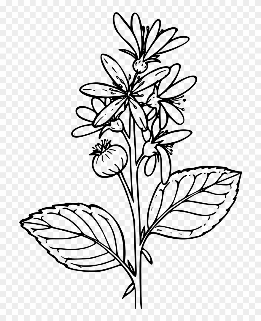 Download Clip Art Details - Do You Draw A Serviceberry Plant - Png ...